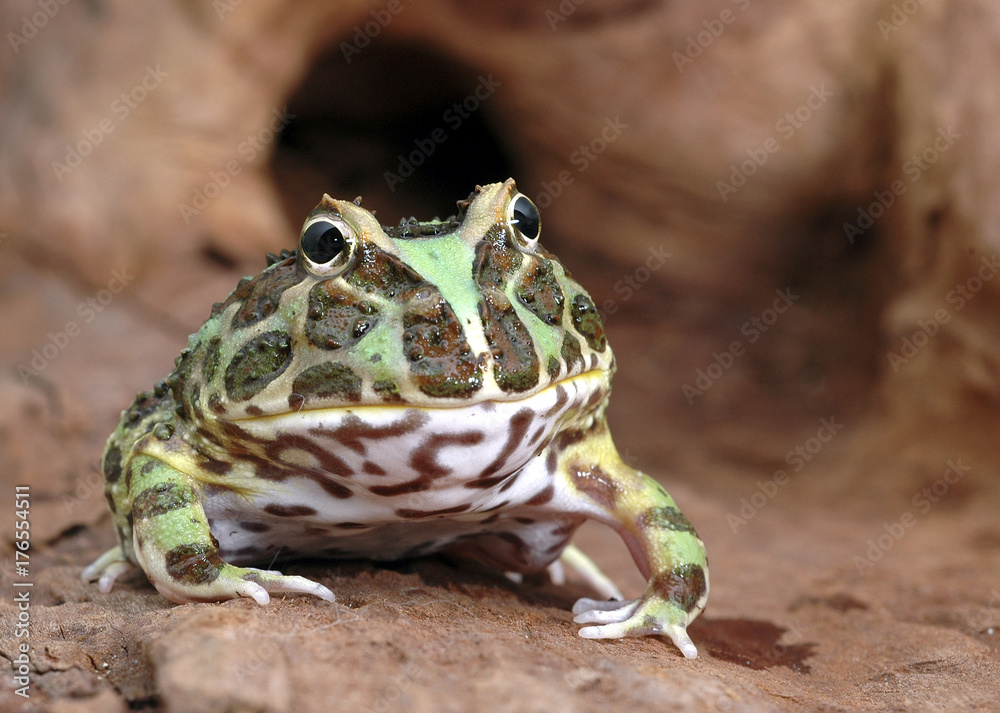 frog ceratophrys Stock Photo | Adobe Stock