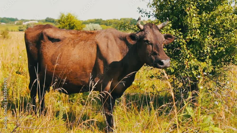 Vidéo Stock Very beautiful unusual ash color of the cow grazes and ...