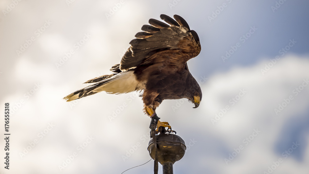 Freedom, falcon climbed to the tip of a belfry in spain, is ready to ...