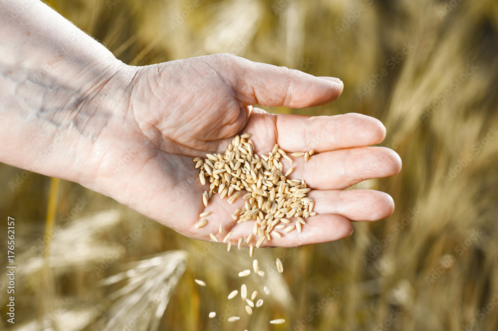 Wheat Grains Falling