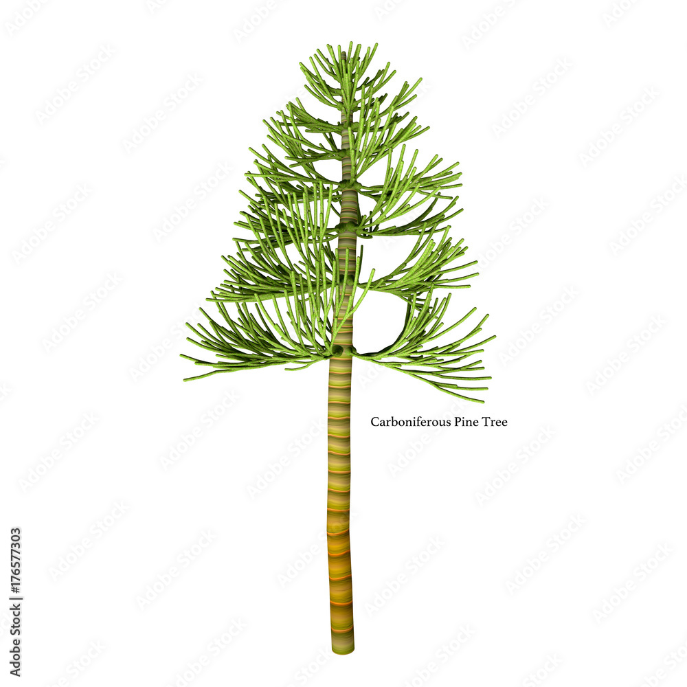 Carboniferous Pine Tree - The earliest conifers date to the ...