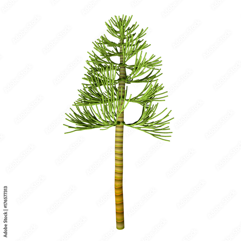 Carboniferous Pine Tree - The earliest conifers date to the ...