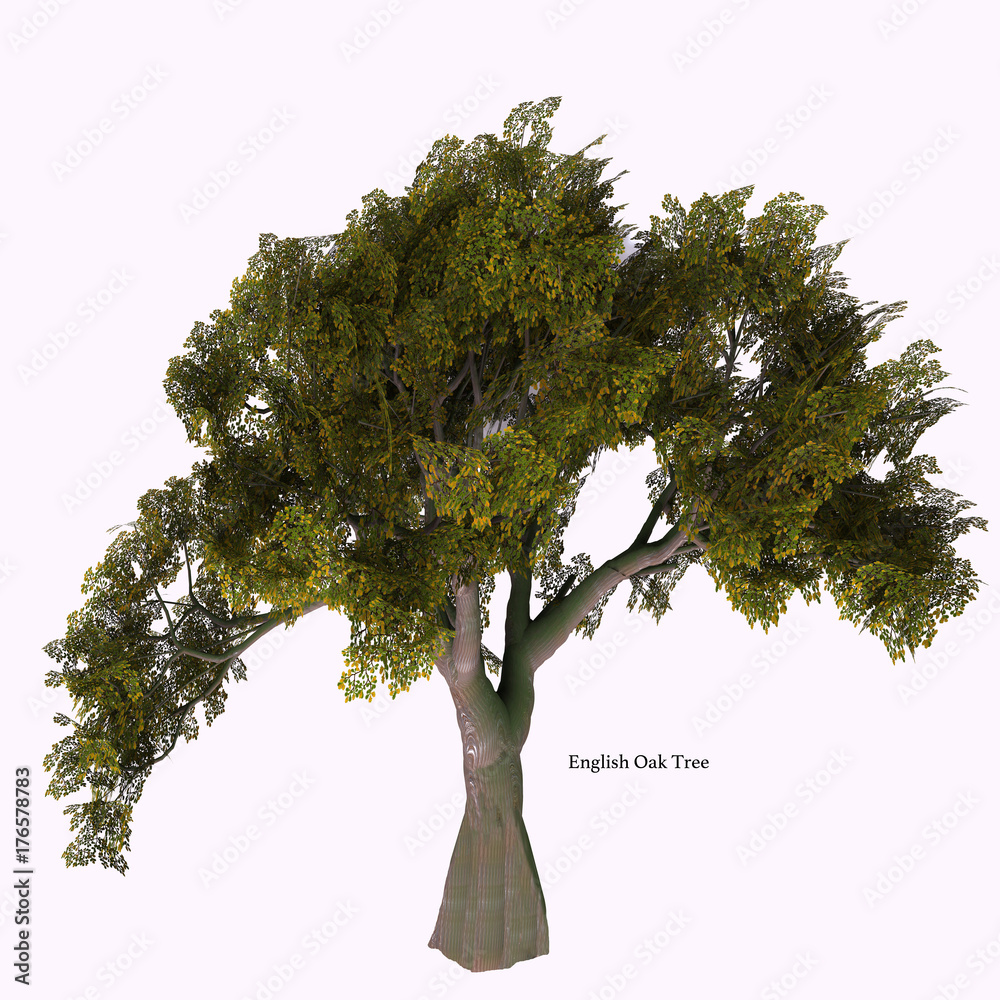 English Oak Tree - The Oak tree comes in 600 different species as a ...