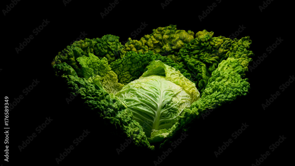 Savoy cabbage on black background. Green headed cabbage, cruciferous ...