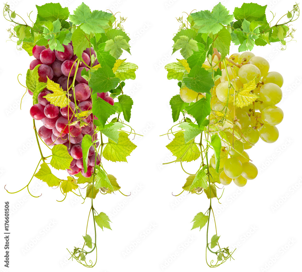 feuilles de vigne et grappes de raisin, fond blanc Stock Photo | Adobe ...