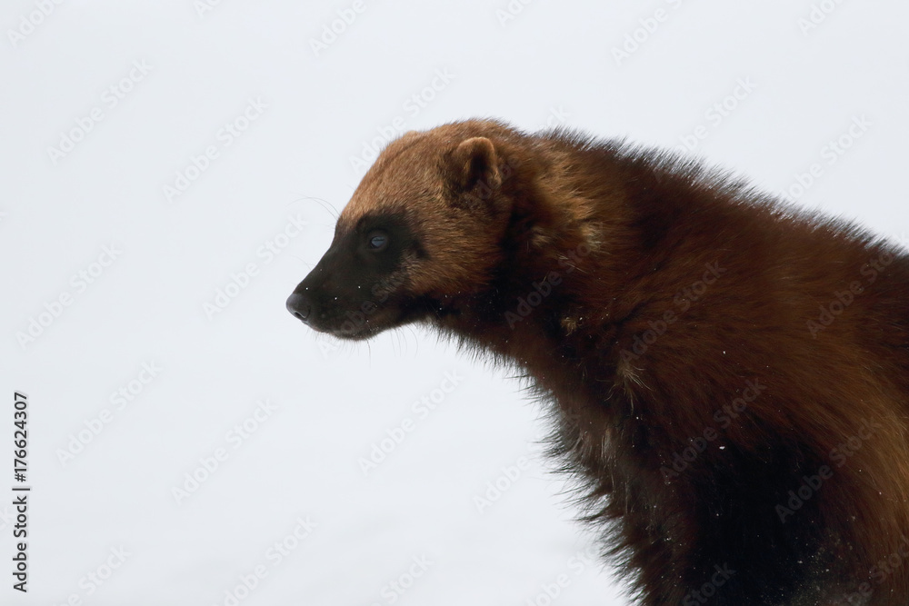 Detail of the head of wild wolverine (Gulo gulo) in winter with white ...