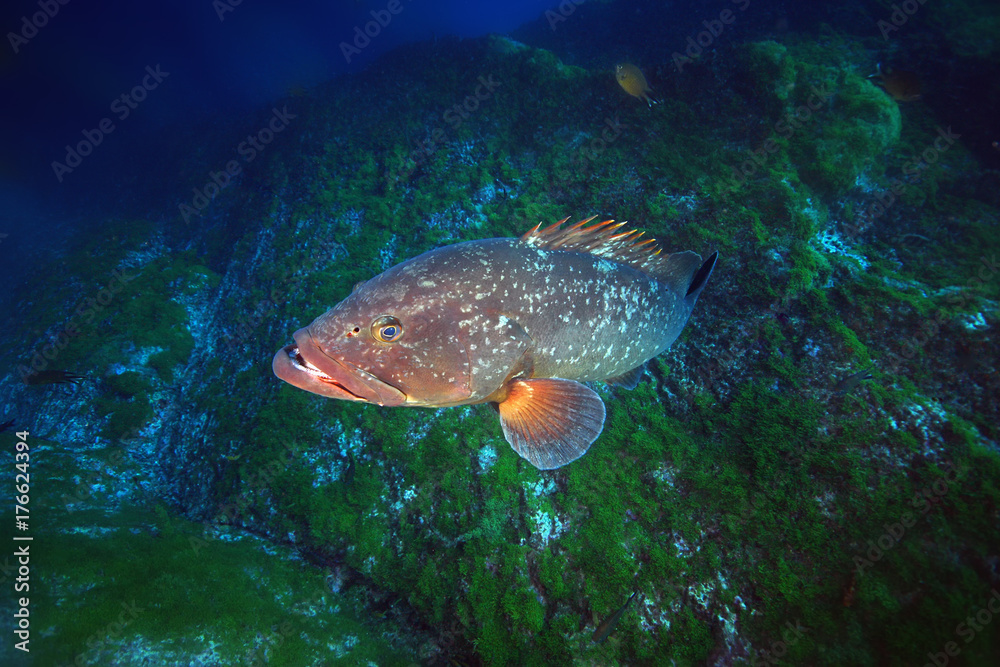 Dusky grouper - Epinephelus marginatus- at a rock covered with green ...
