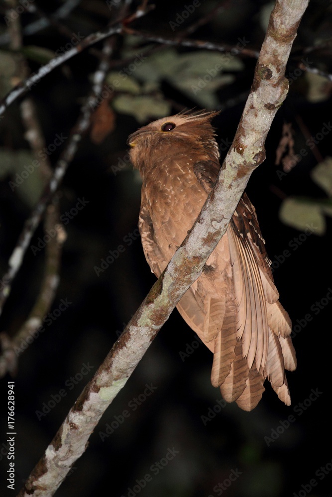 Large Frogmouth (Batrachostomus auritus) in Borneo, Malaysia - オオガマグチ ...