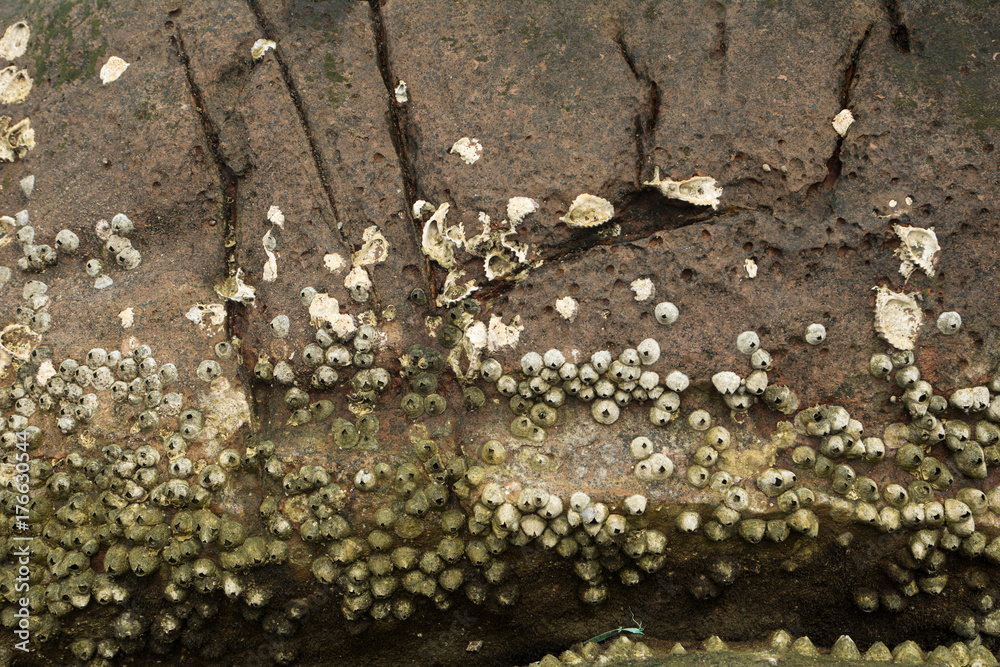 Barnacles on rocks at seashore Stock Photo | Adobe Stock