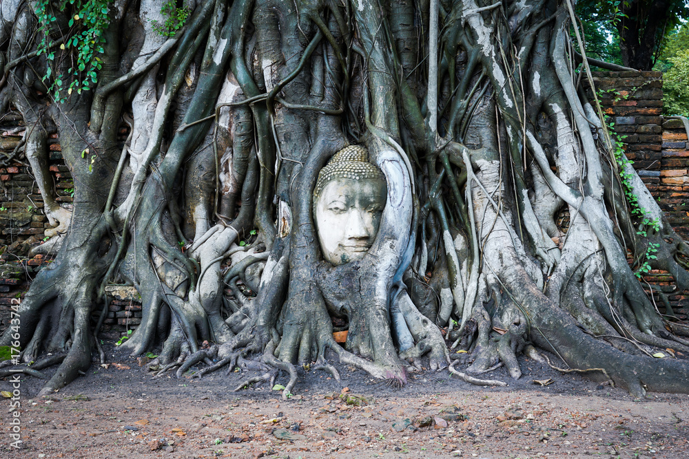 Amazing Buddha head statue in bodhi tree roots at Wat Maha That ...