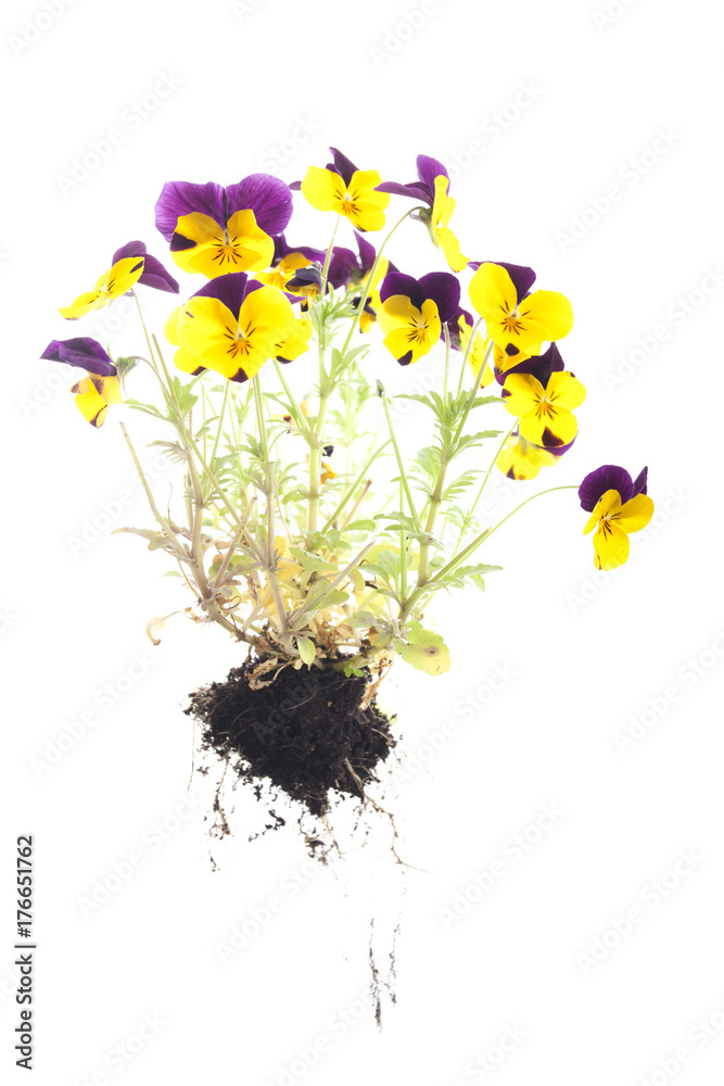 whole pansy plant with roots on isolated white background Stock Photo ...