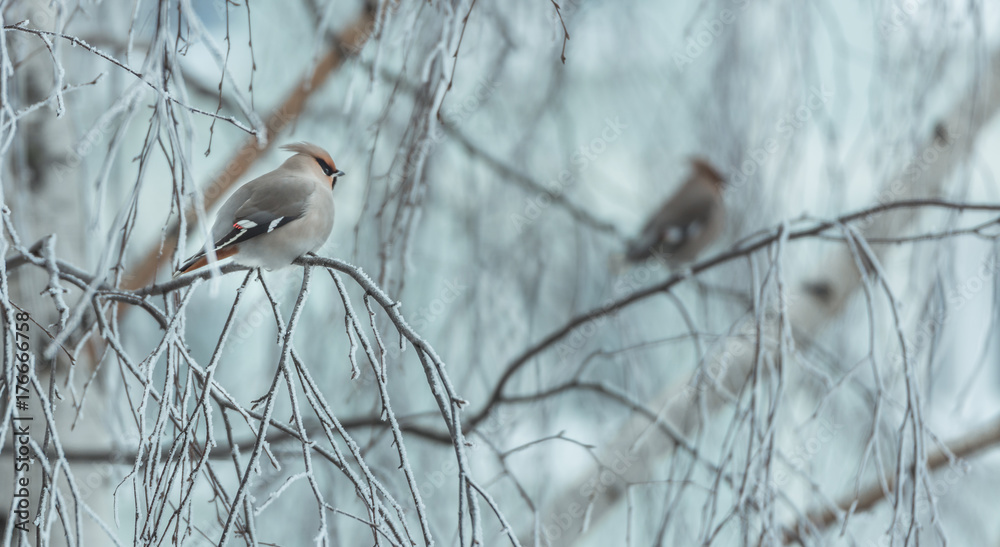 Angry birds sitting on birch branch at freezing temperature in winter ...