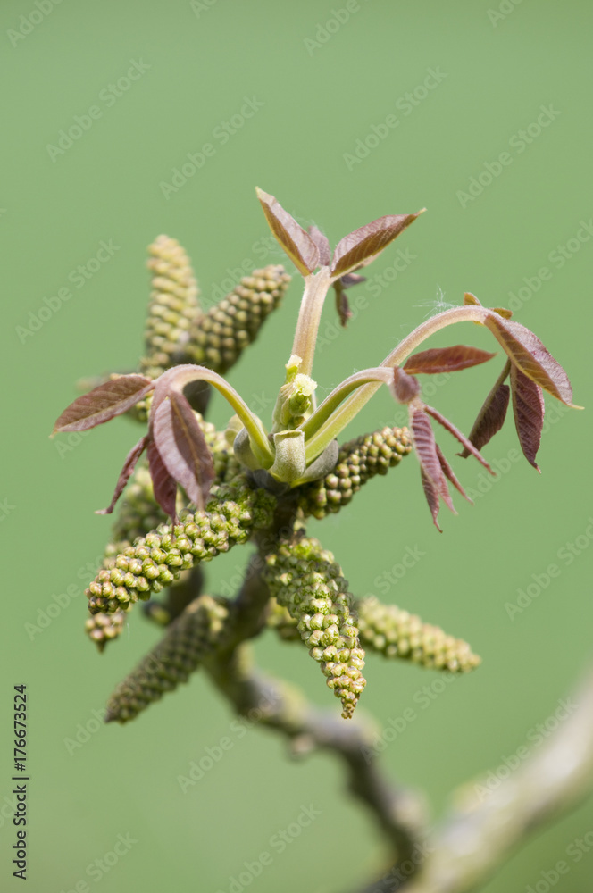 Common walnut tree (Juglans regia) male catkins and emerging spring ...