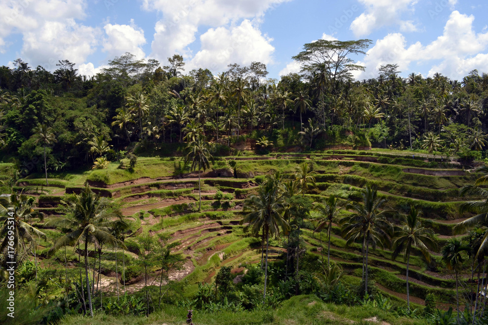The rice field in Ubud - Bali. It's constructed using a philosophy of ...