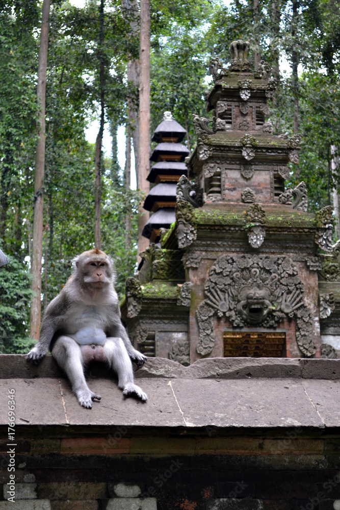 The monkey temple in Sangeh, island of Bali - Indonesia Stock Photo ...