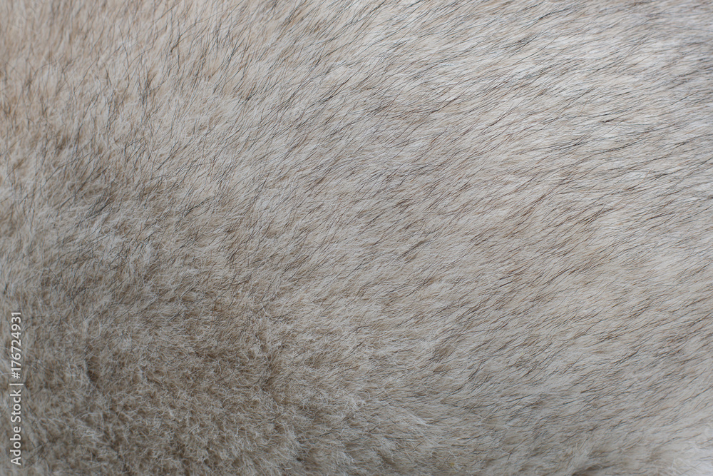 Seamless Hair Texture