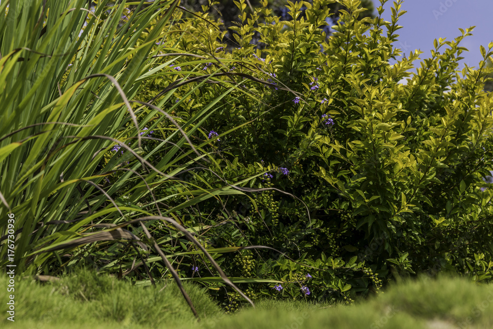 Green and yellow bushes with purple flowers and fruit blurred bumpy ...