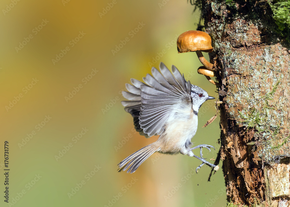 Poster Fauna – Wall Art | UkPosters