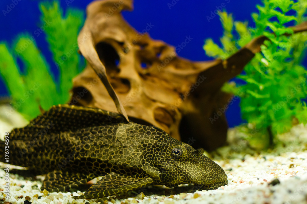 Sheatfish pterygoplichthys gibbiceps close up in aquarium Stock Photo ...