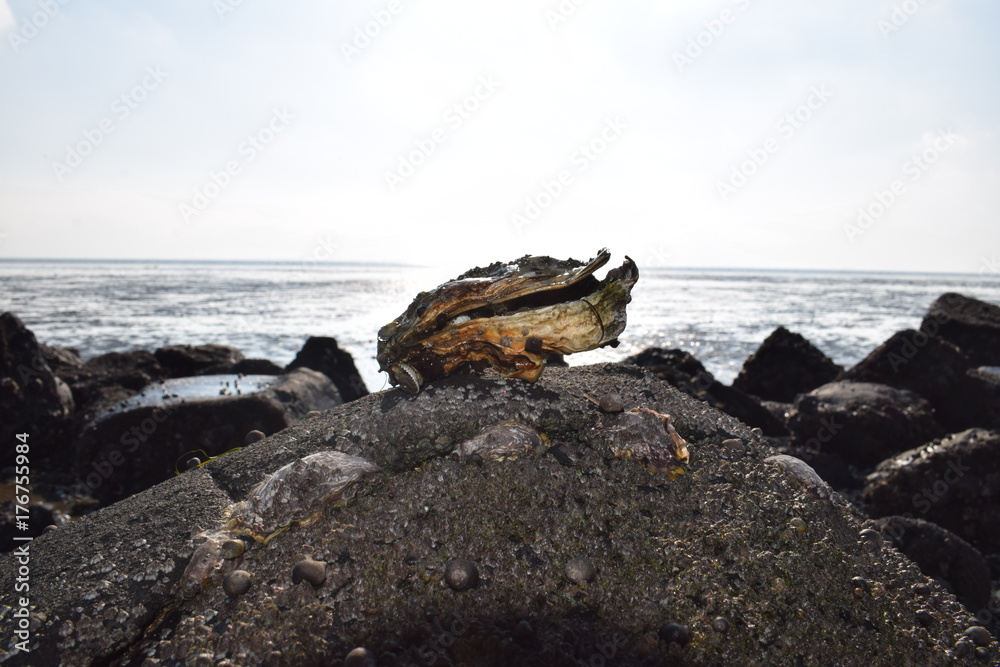 Oyster shell on a rock at the beach Stock Photo | Adobe Stock