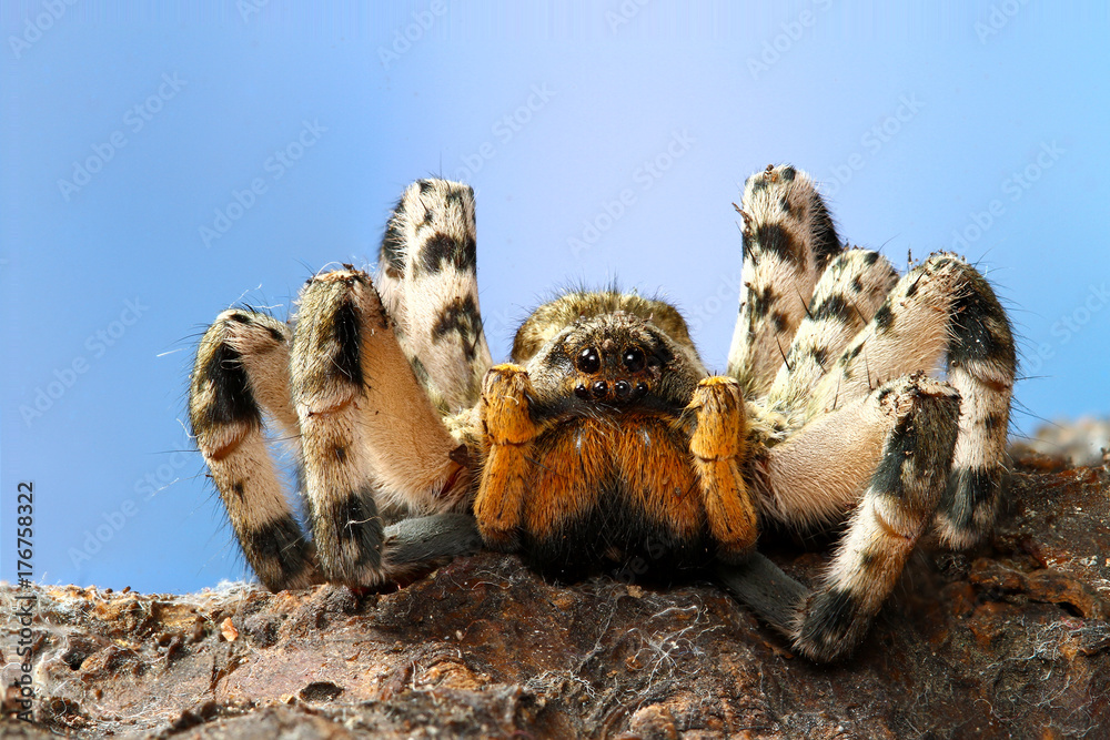 Dangerous creepy tarantula Lycosa singoriensis Stock Photo | Adobe Stock