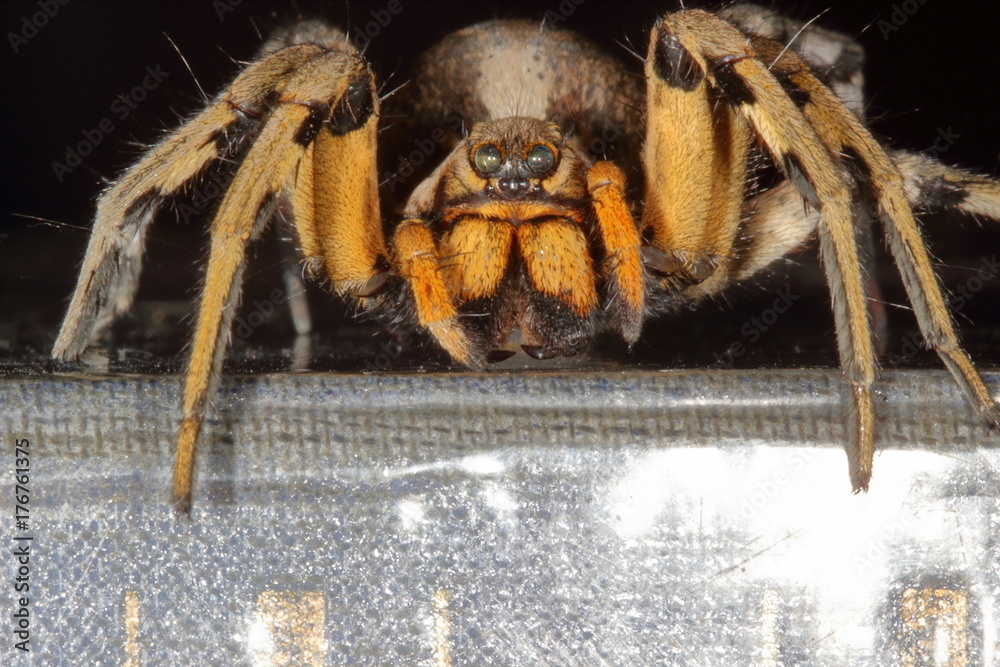 macro of a Spanish tarantula, biggest spanish spider lycosa hispanica ...