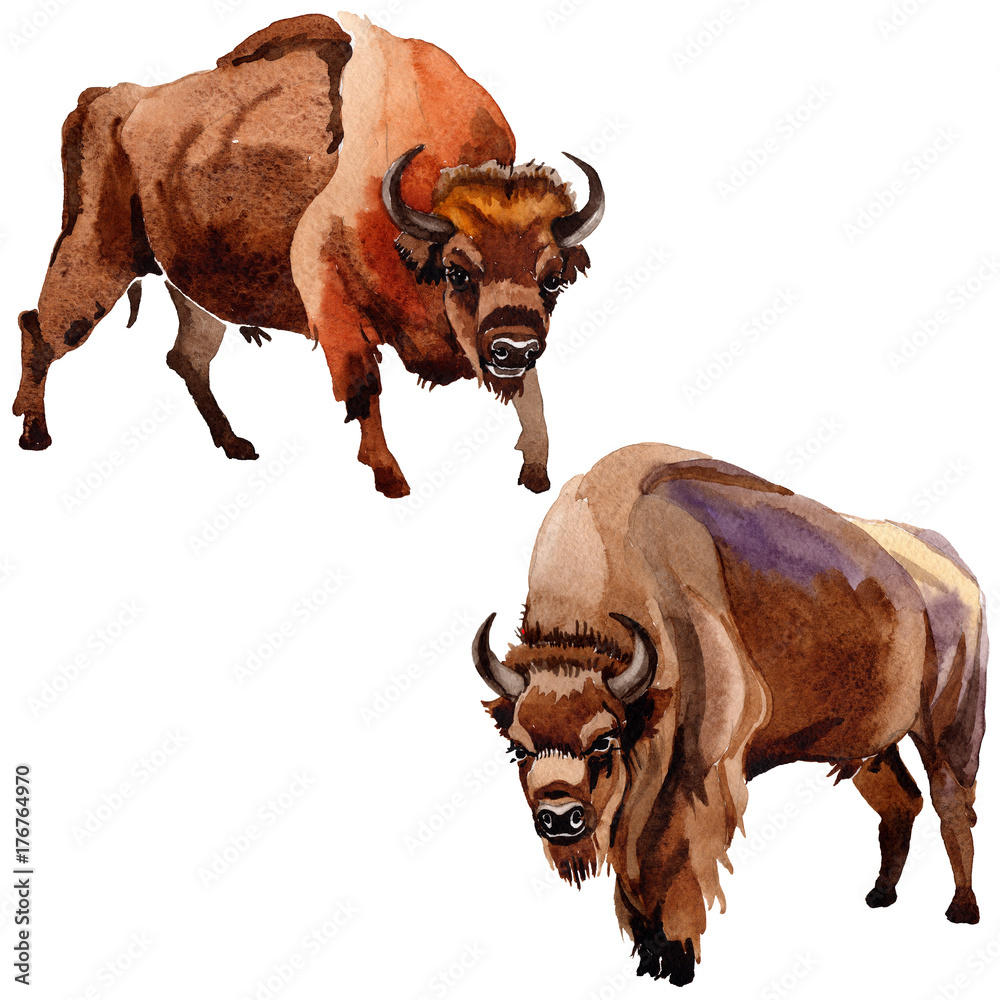 Exotic bison wild animal in a watercolor style isolated. Full name of ...