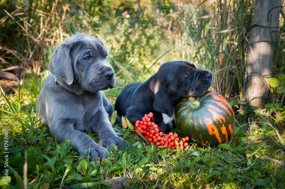 Funny Great Dane