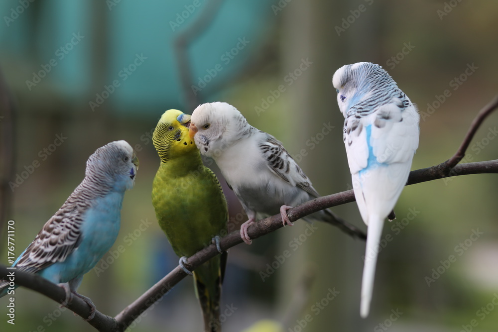 Budgie Birds in an Outdoor Aviary Stock Photo | Adobe Stock