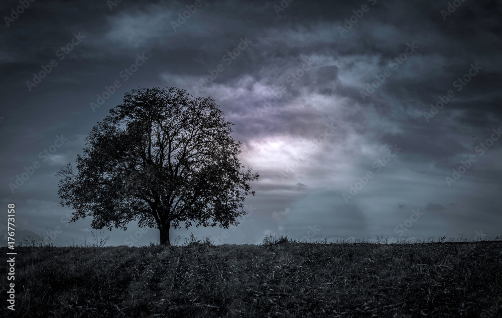 Single Tree Landscape