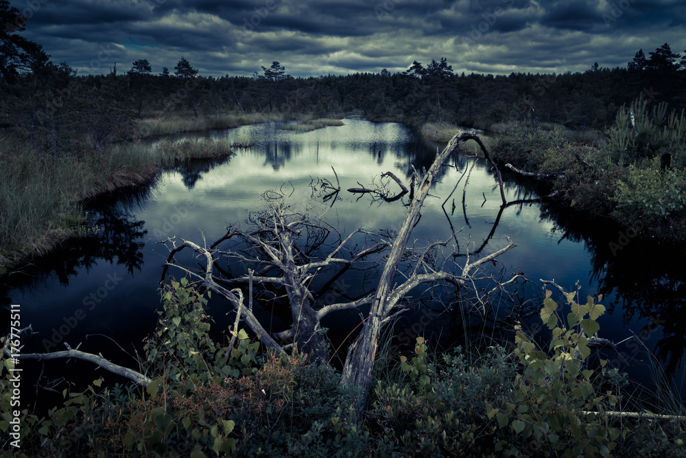 Swamp At Dusk
