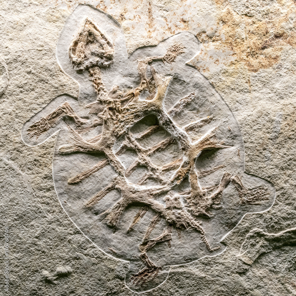 prehistoric fossils of creatures Stock Photo | Adobe Stock