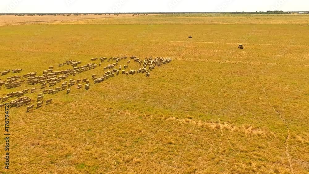 Aerial Scenes of Sheep herding in outback Australia Stock-Video | Adobe ...