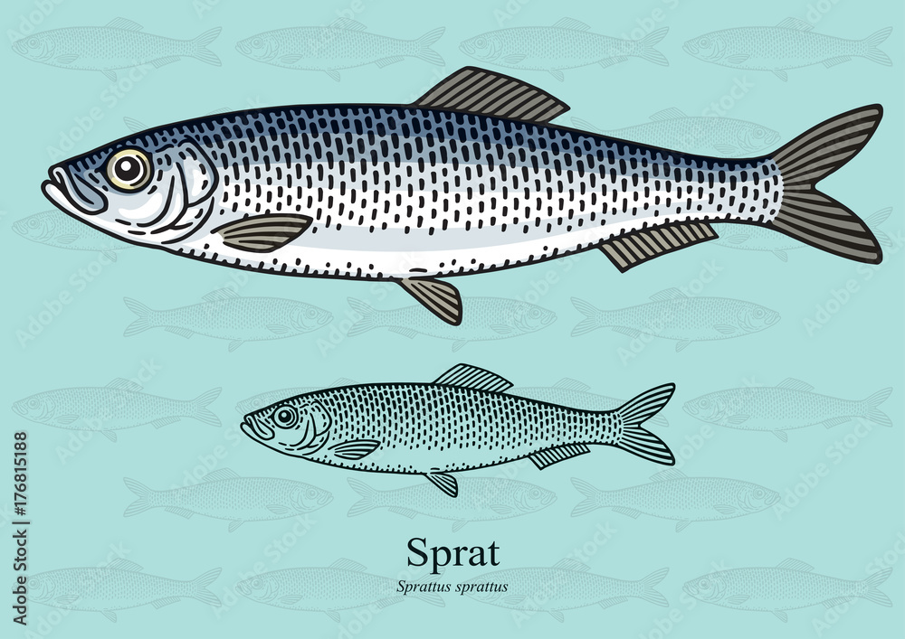 Sprat. Vector illustration for artwork in small sizes. Suitable for ...