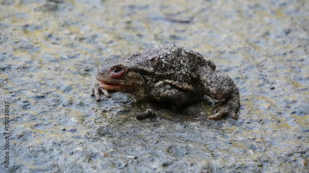 toad with broken leg, slow motion Stock Video | Adobe Stock