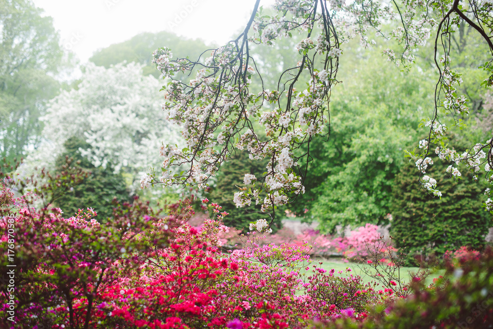 Beautiful spring blossoms in the Brooklyn Botanic Garden Stock Photo ...