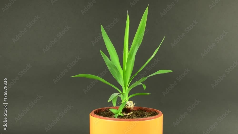 Yucca plant in orange flowerpot on black background. Yucca plant ...