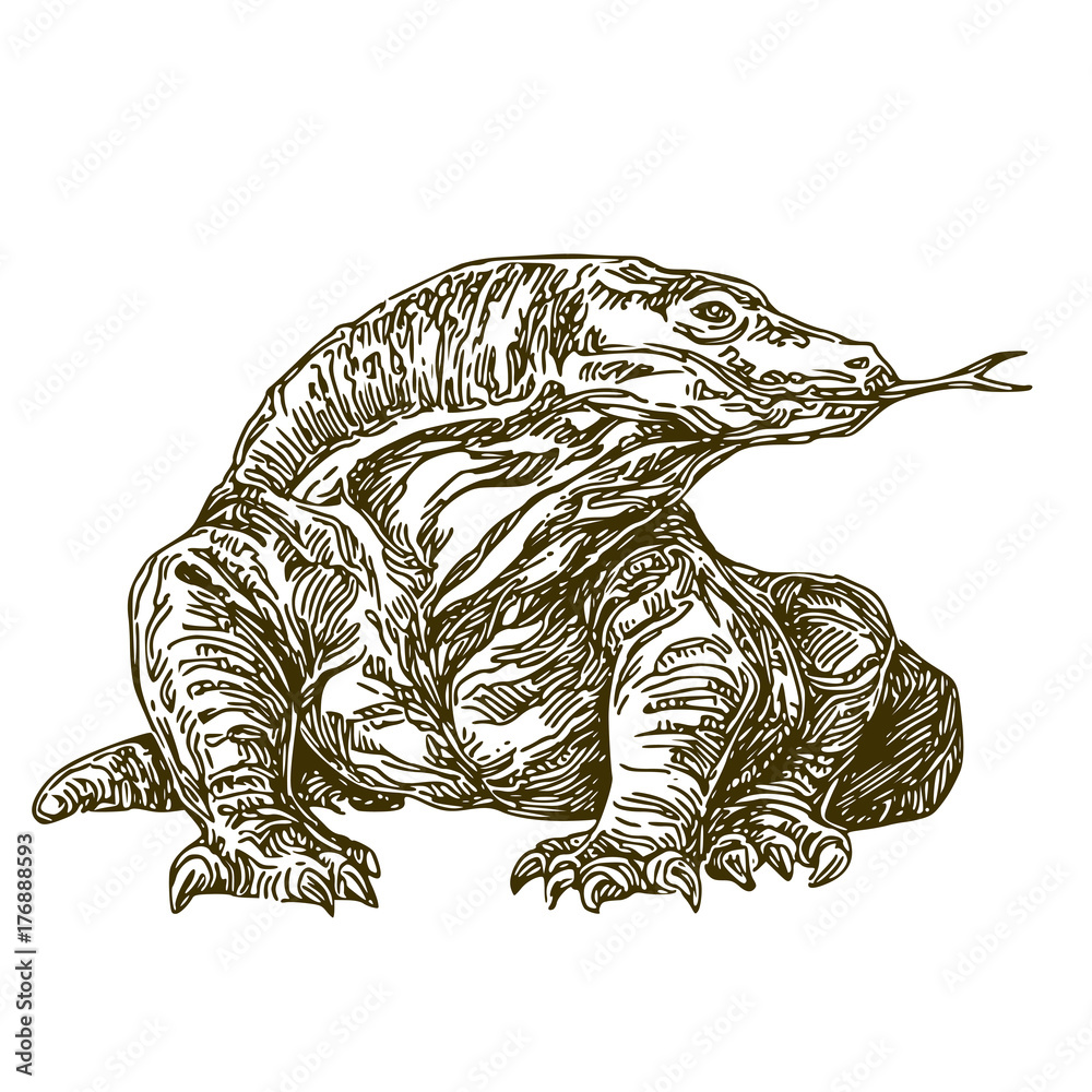 Komodo dragon. Sketch. Vector illustration. Stock-Vektorgrafik | Adobe ...