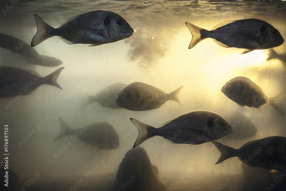 orada fish in aquarium Stock-Foto | Adobe Stock