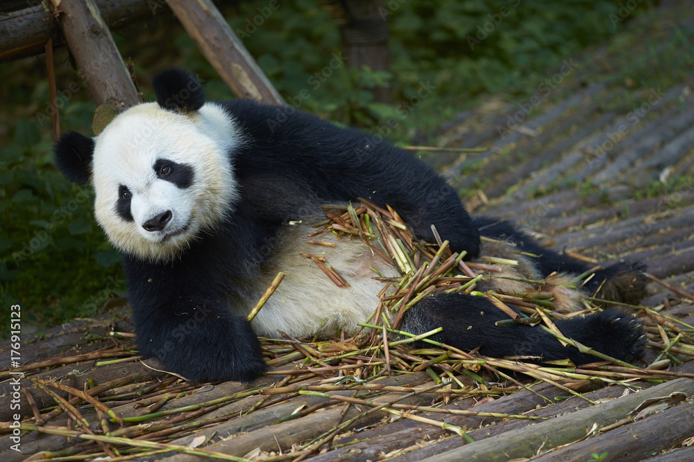 panda in zoo Stock Photo | Adobe Stock