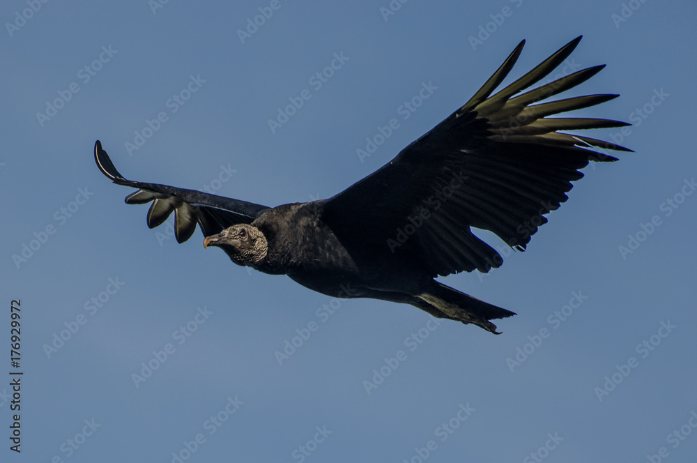 black vulture flying Stock Photo | Adobe Stock