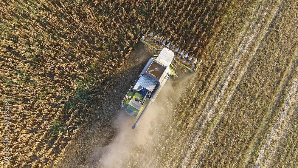 Harvester harvests corn. Collect corn cobs with the help of a co Stock ...