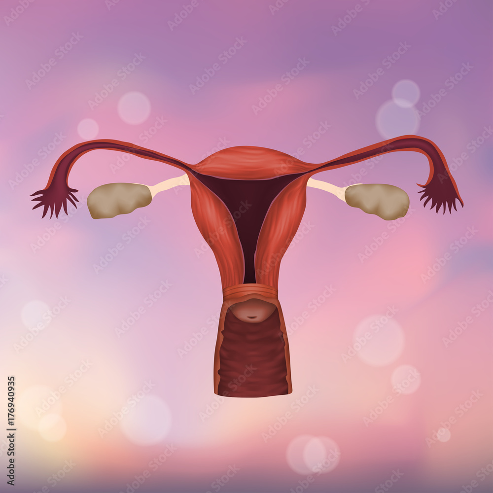 Human realistic uterus. Anatomy illustration. Colored image, blurred ...