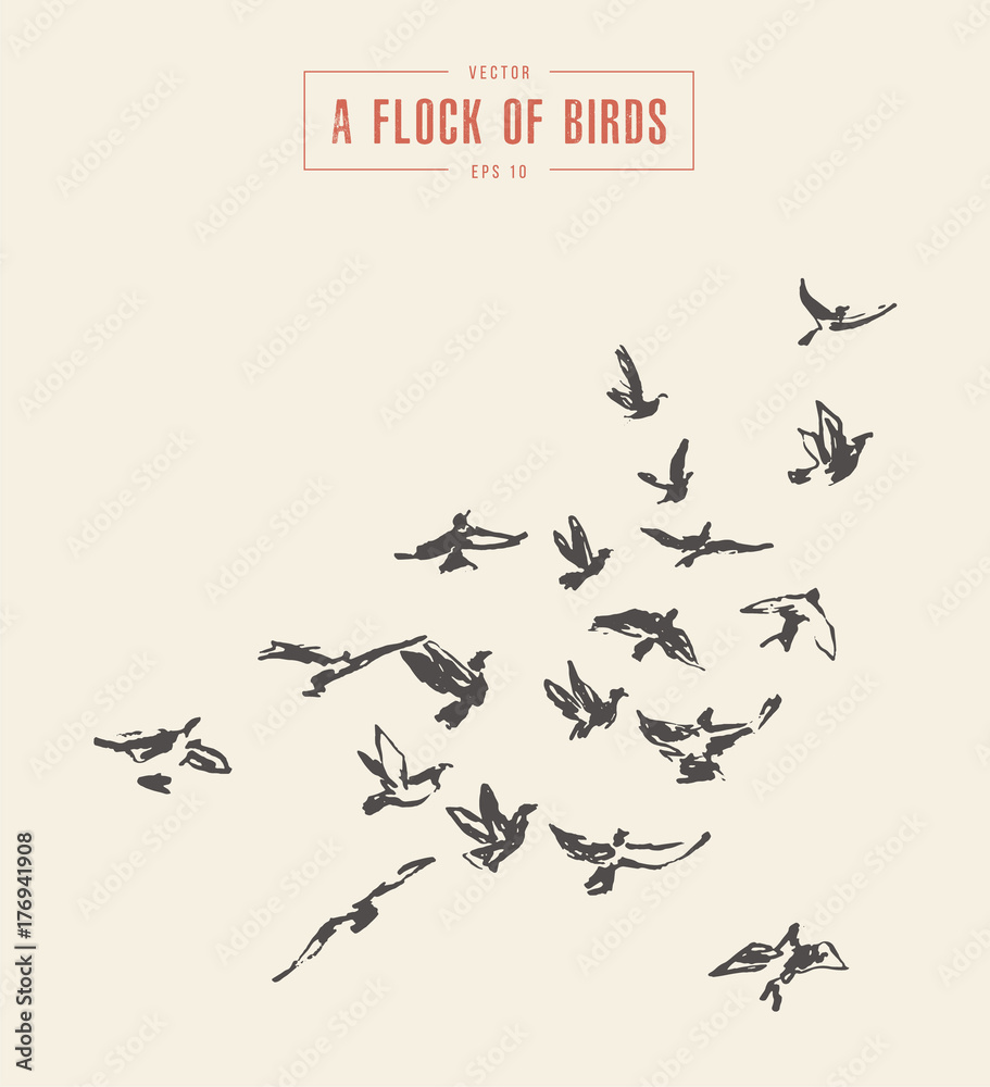 A flock of birds drawn vector illustration, sketch Stock Vector | Adobe ...