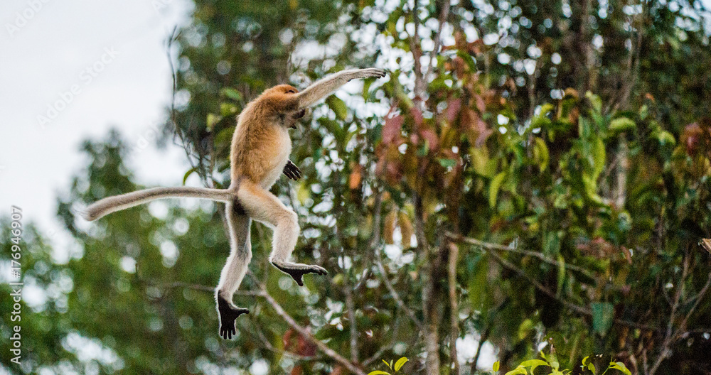 Proboscis Monkey, jumping on a tree in the wild green rainforest on ...