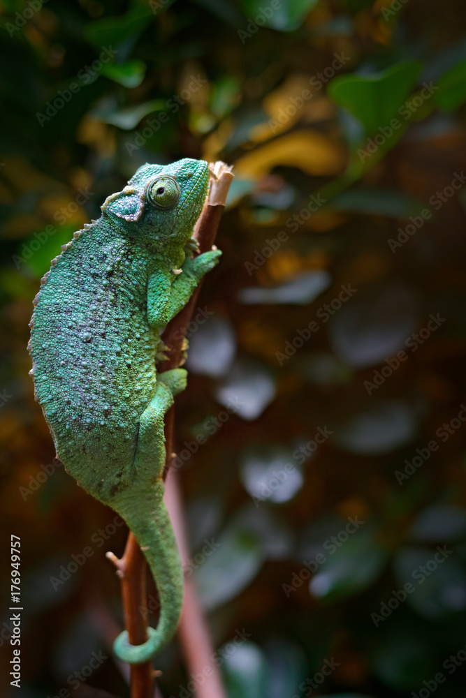Blue Jackson Chameleon
