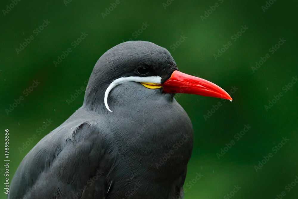 Inca Tern, Larosterna inca, bird on tree branch. Portrait of Tern from ...