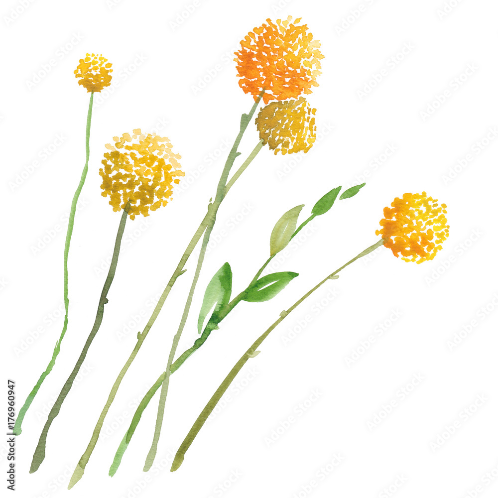 Hand painted sketch of craspedia, billy button flowers, watercolor ...