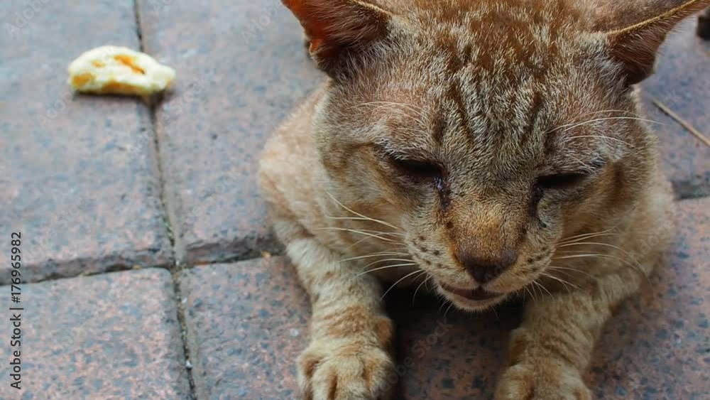 Close up dirty yellow fur stray cat that has tear staining wound ...