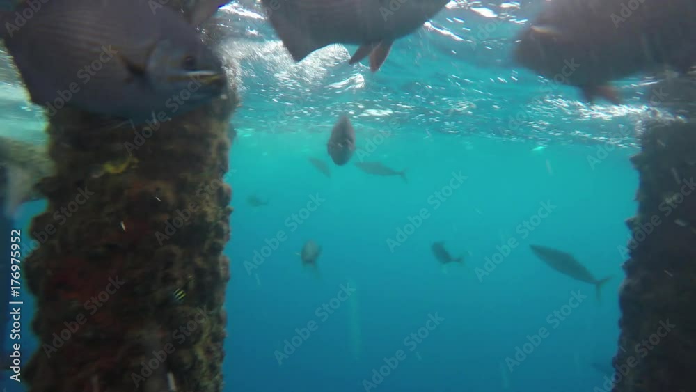 Fish swimming underneath a oil and gas wellhead platform. Driving under ...